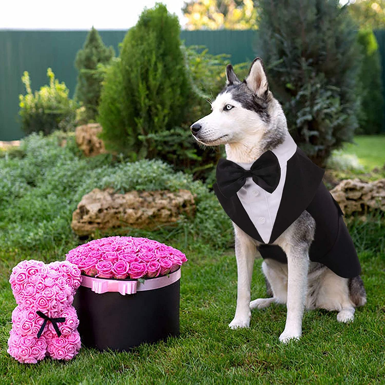 Pet Attire Weddings, Formal Events, Celebrations, Seasons, Etc ...